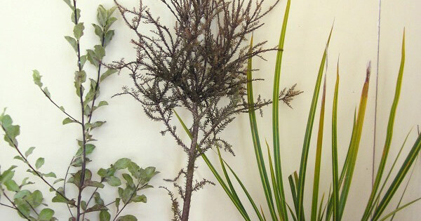 Freight and plant grade information • Pukerau Nursery