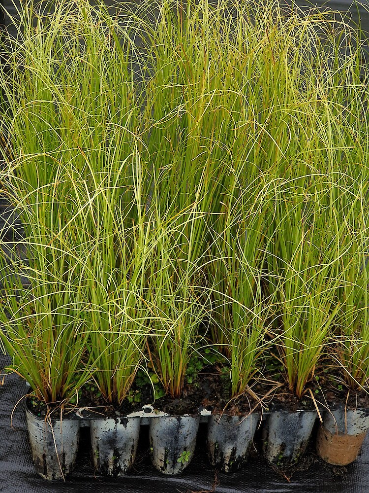 Carex comans ‘green’ • Pukerau Nursery