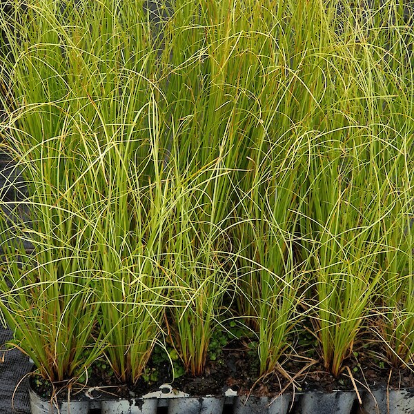 Carex comans ‘green’ • Pukerau Nursery