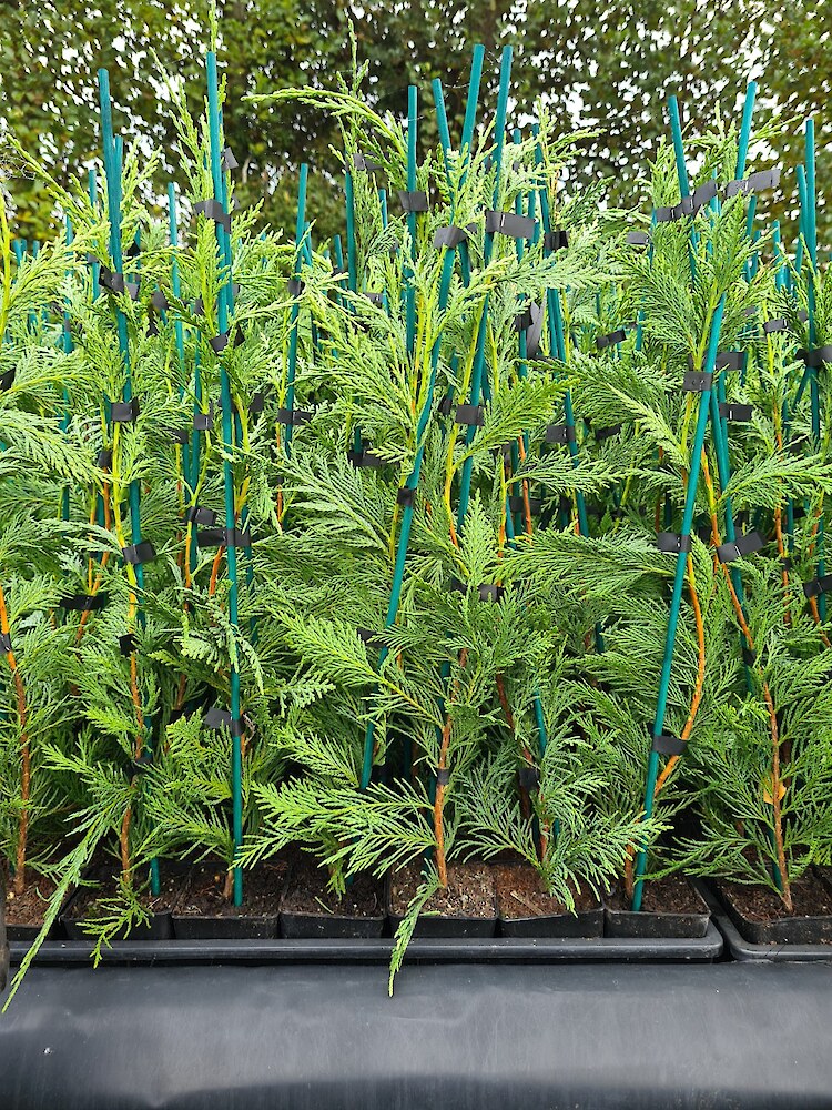 Cupressocyparis leylandii ‘Haggerston Grey’ • Pukerau Nursery