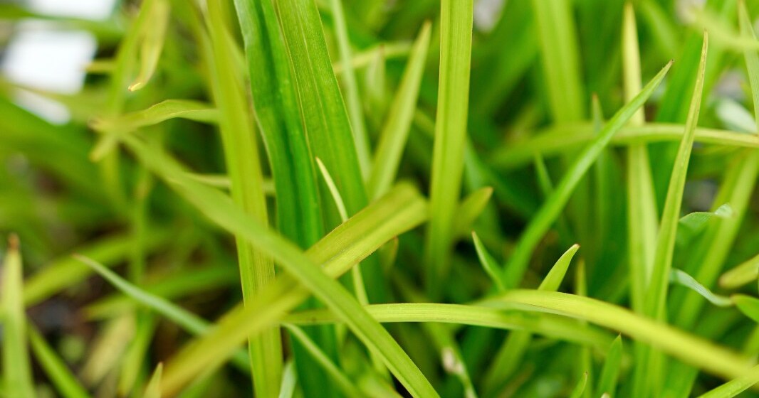 Dianella nigra • Pukerau Nursery
