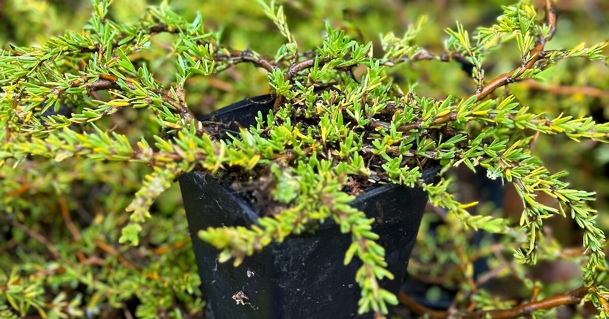 Coprosma acerosa ‘Hawera’ • Pukerau Nursery