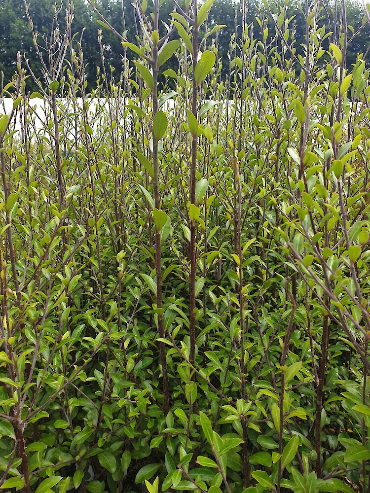 Pittosporum tenufolium ‘Rocket’ • Pukerau Nursery